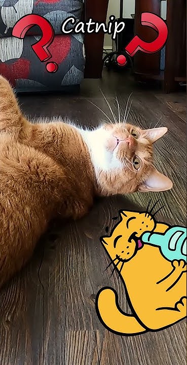 CATNIP DANCE PARTY 😺💗🎵-Cat Going Crazy Over Catnip-Sassy Kitty Cats-Funny Cat Video-#Shorts ...