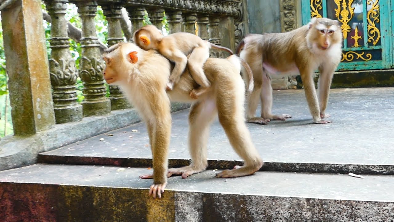 Baby monkey Molly Rides on Pinky Monkey Back looks so adorable. - YouTube