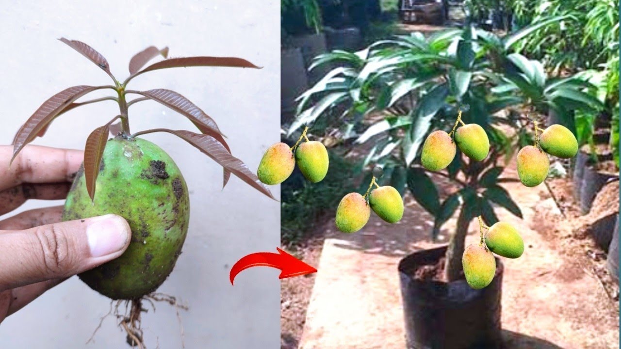 Crazy Skills growing Mango tree from mango fruit 100% Success - YouTube
