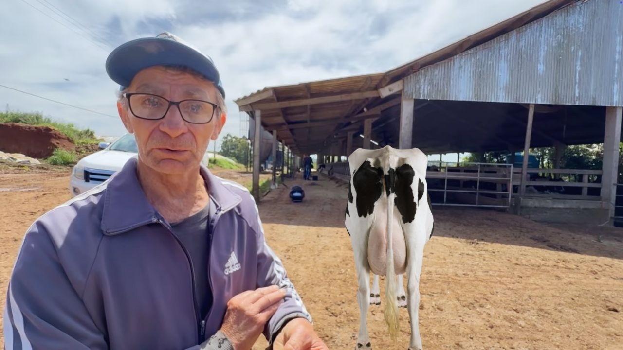 44 COWS PRODUCING 40 LITERS/DAY WITH DIET ANALYSIS AND ARTIFICIAL ...