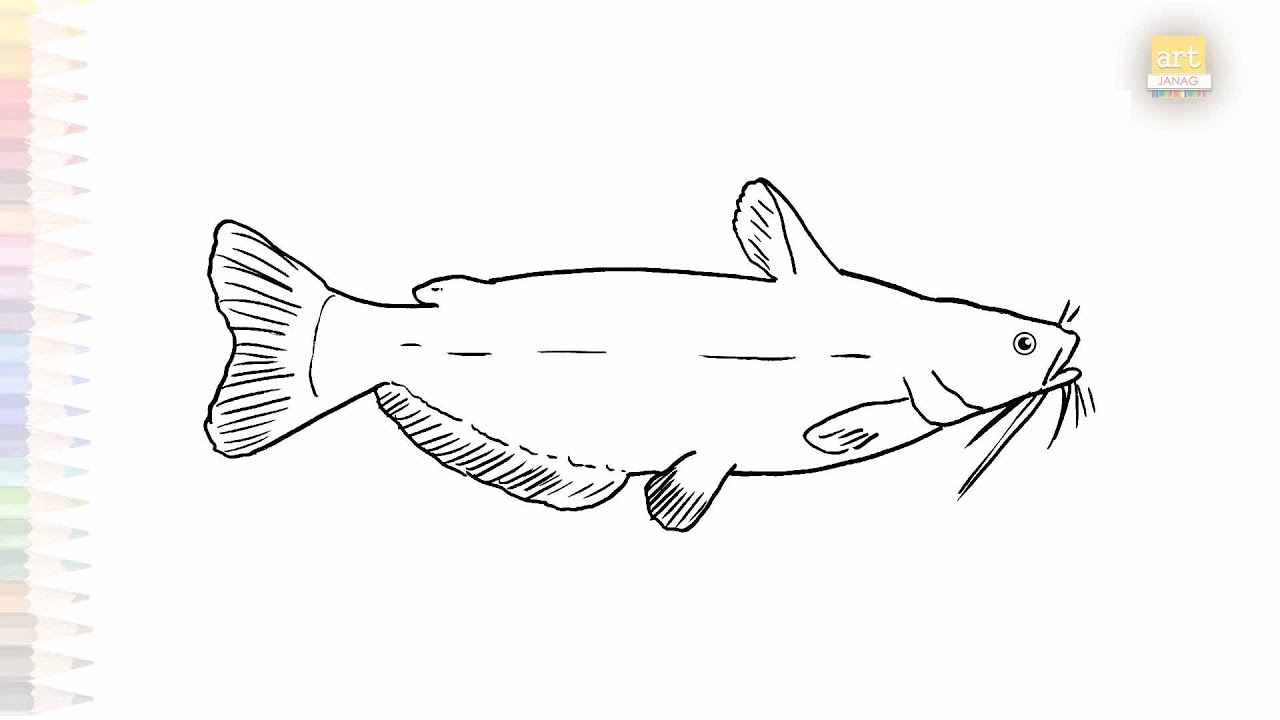 Female Catfish easy drawing | Art tutorial | How to draw A Catfish step ...
