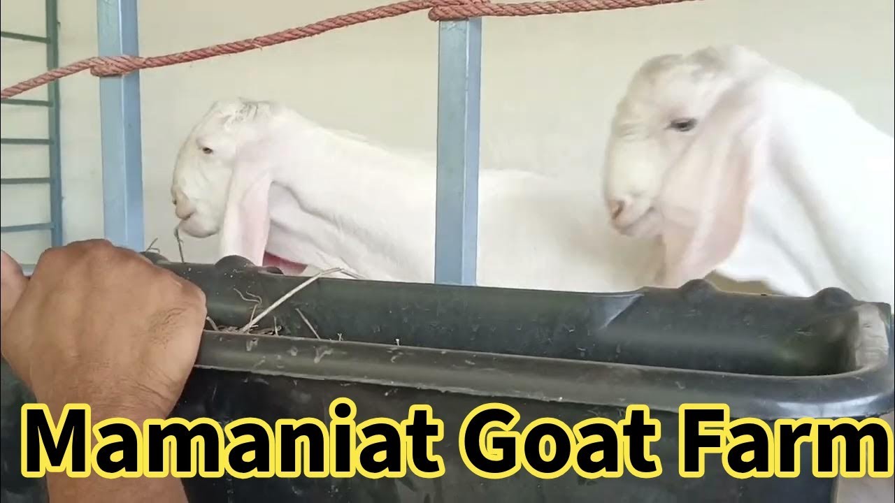 Goat Farming Tips | Bakro Ka Khana | Hyderabadi Patire Bakre | Mamaniat ...