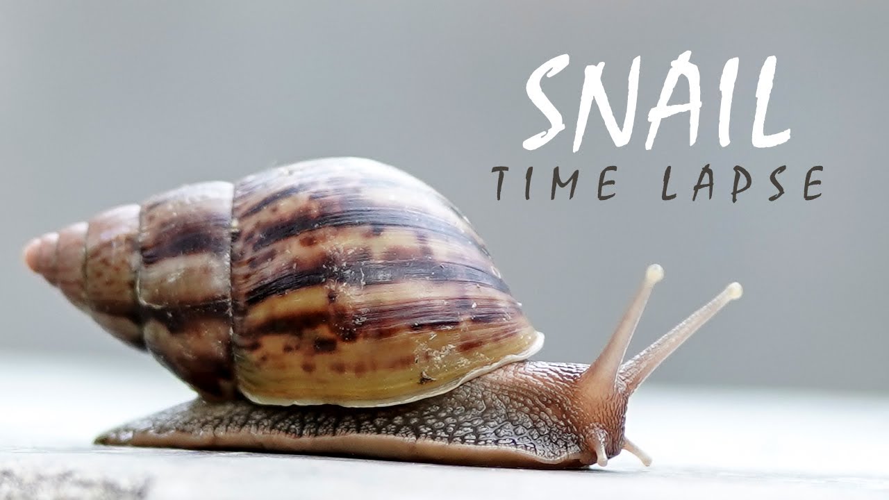 SNAIL time lapse 4K quality - YouTube
