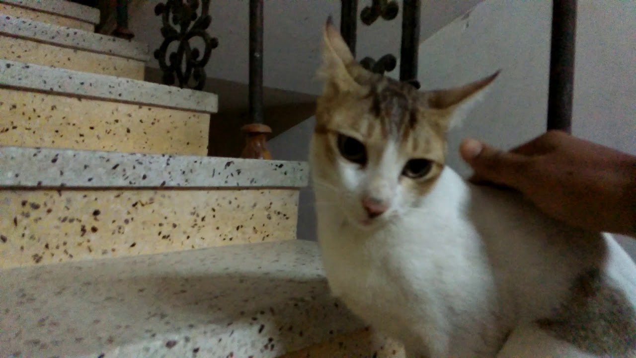 cat new video, scandal cat and dog,funny - YouTube