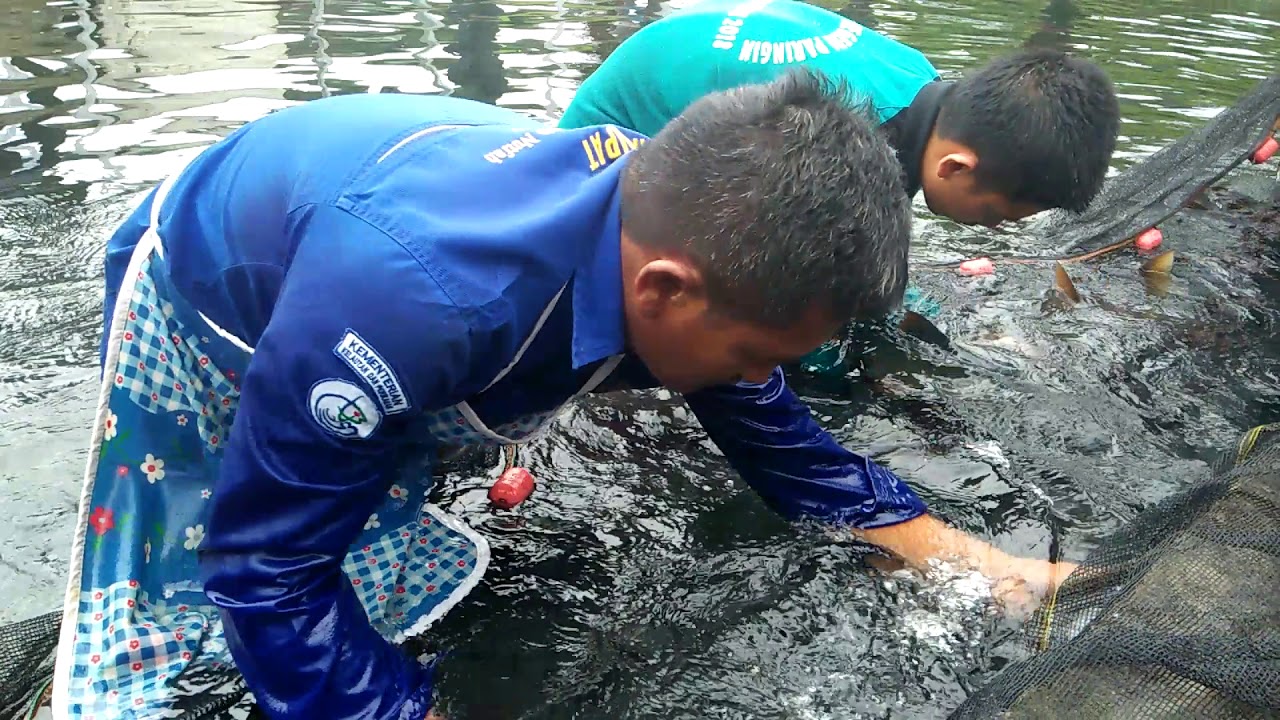 Seleksi Calon Induk Ikan Untuk Pembenihan Youtube