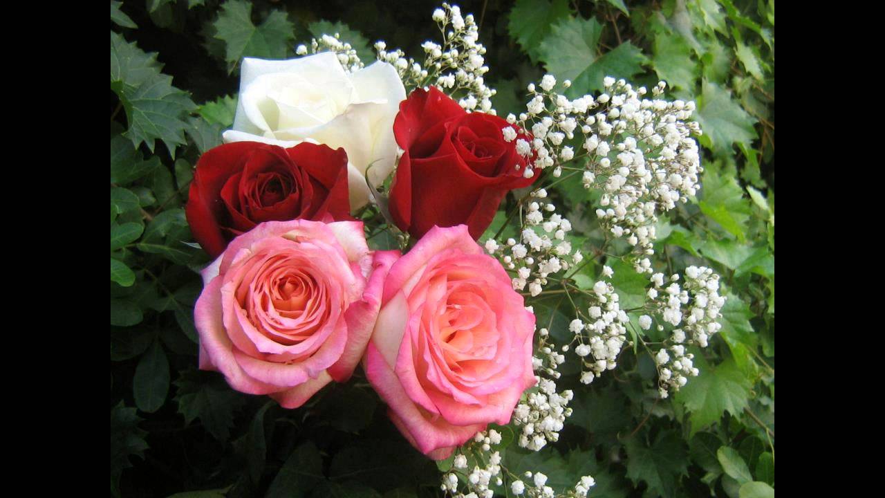 My Lovely Rose of Clare - The New Barleycorn - YouTube