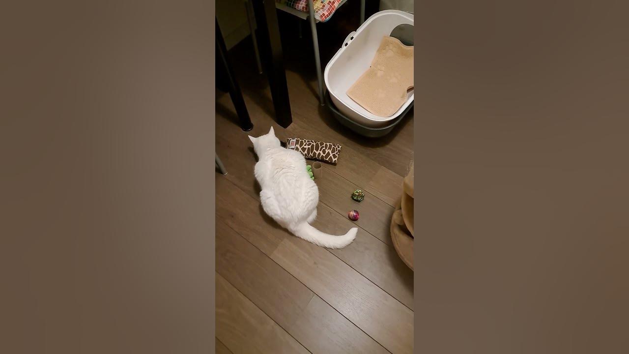 White cat getting high on catnip - YouTube