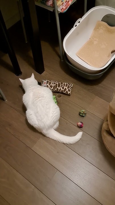 White cat getting high on catnip - YouTube