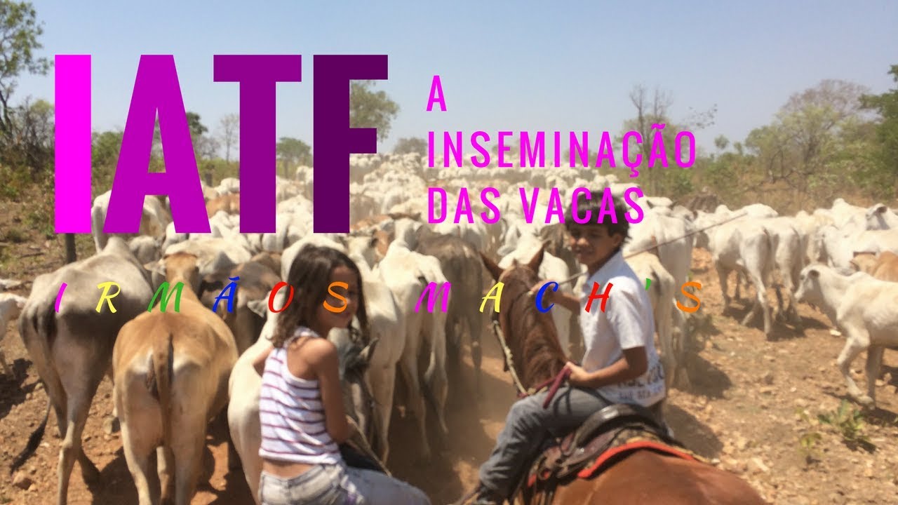A Inseminação Divertida das Vacas (IATF) - Entenda Como Funciona ...
