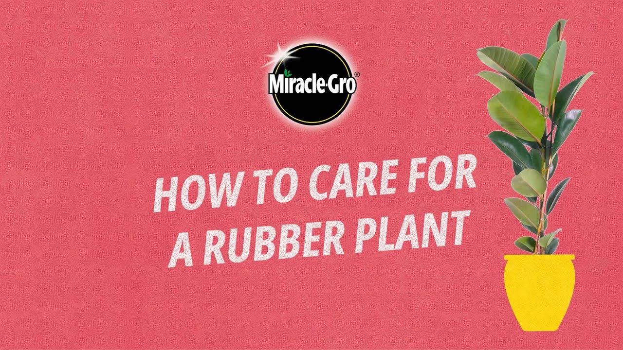 How to Care for a Rubber Plant | Miracle-Gro UK - YouTube