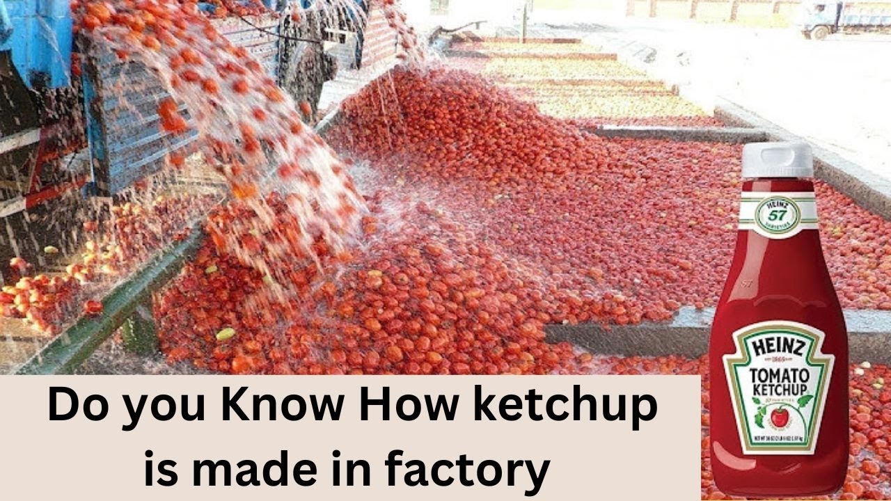 How Tomato Ketchup Is Made, Tomato Harvesting And Processing Process ...