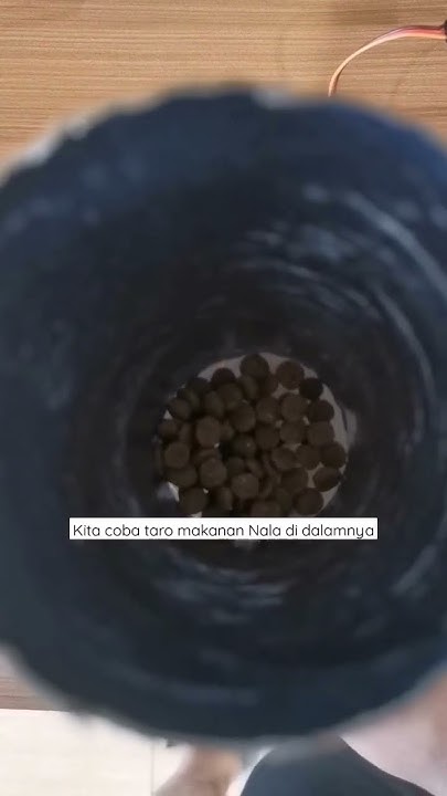 Dog feeder with Arduino 🤔 #shorts - YouTube