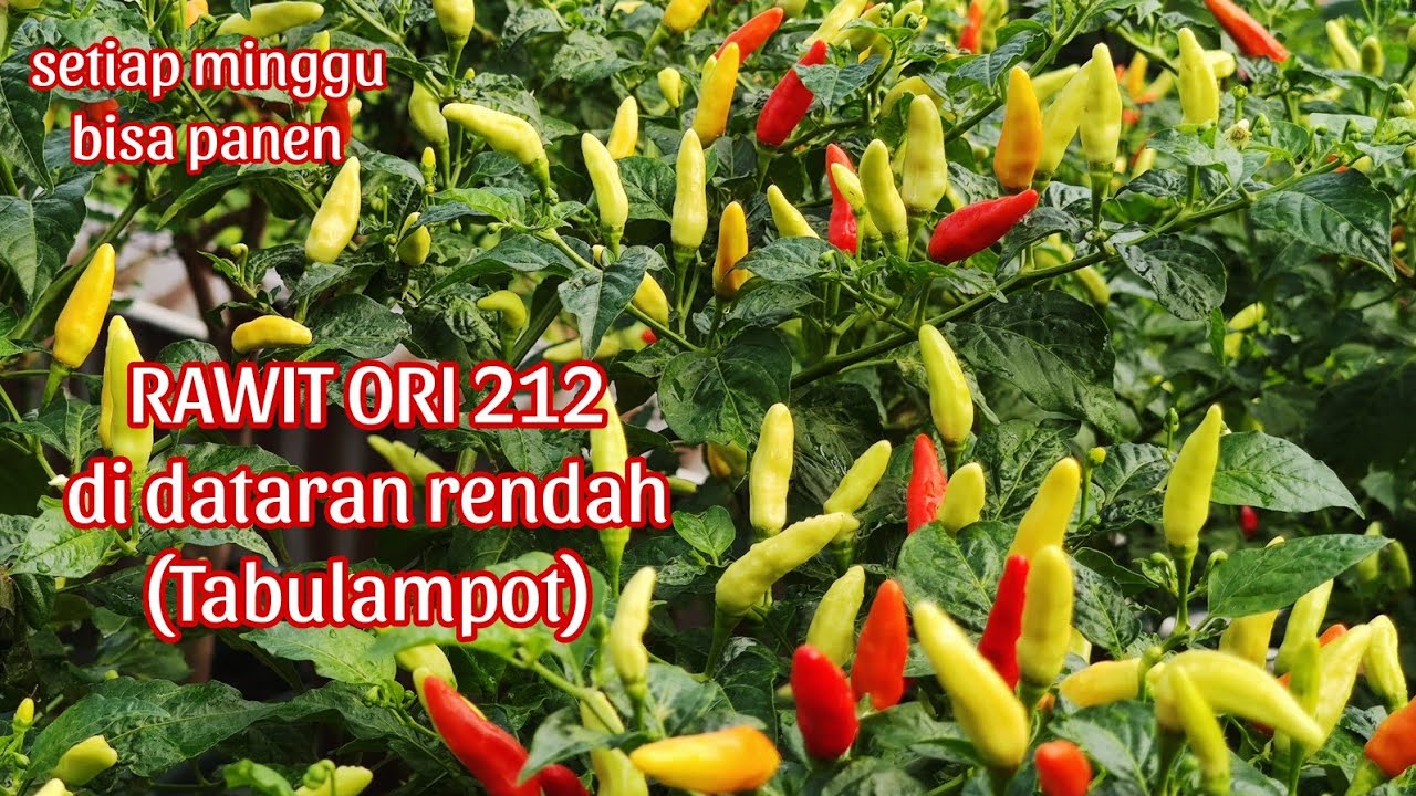 CABE RAWIT ORI 212 DI DATARAN RENDAH SISTEM TABULAMPOT SETIAP MINGGU ...