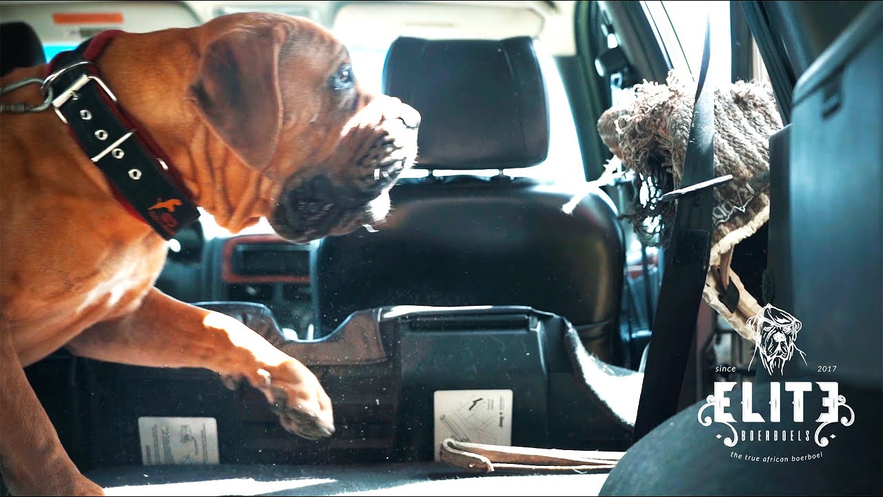 Working Protection South African Mastiff - YouTube