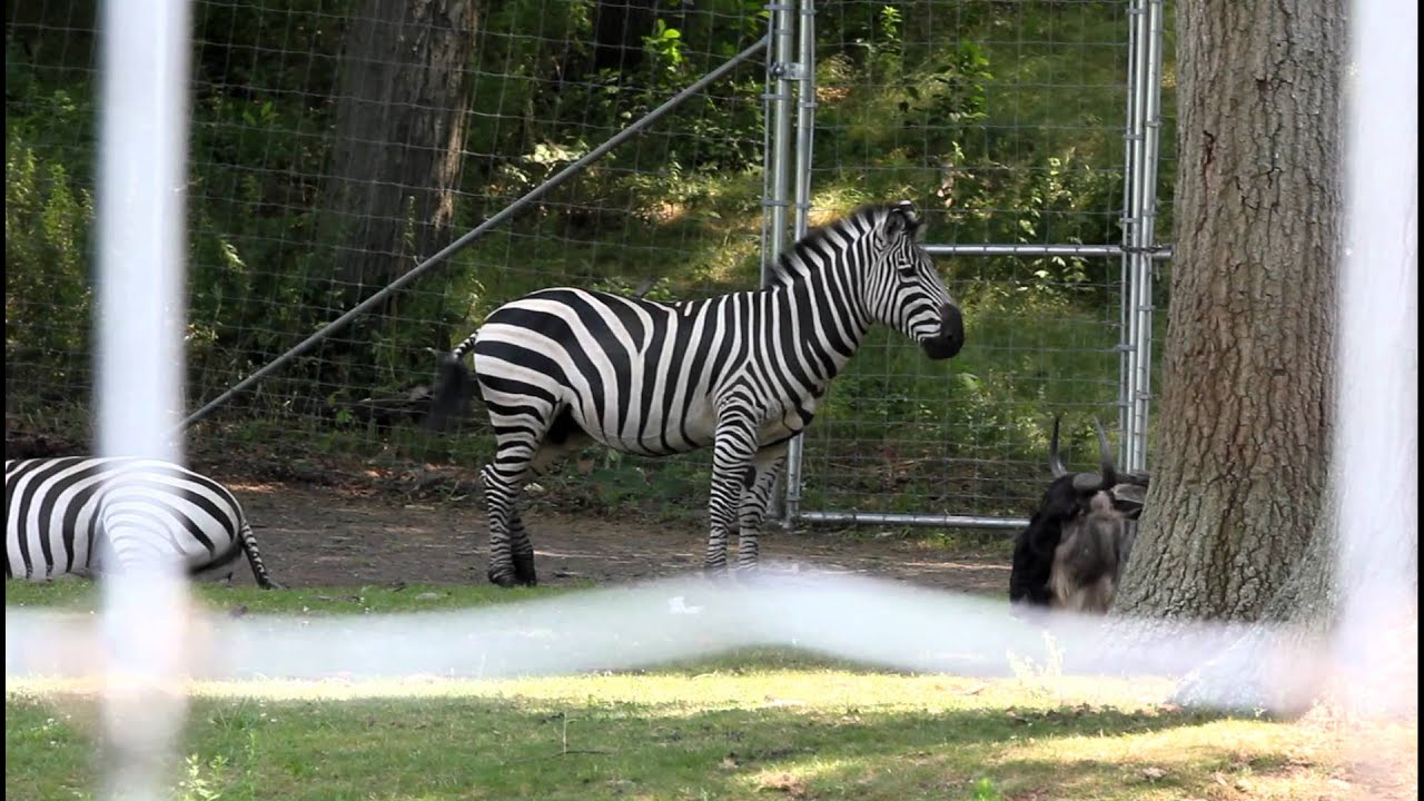 Zebra at Franklin Park Zoo - YouTube