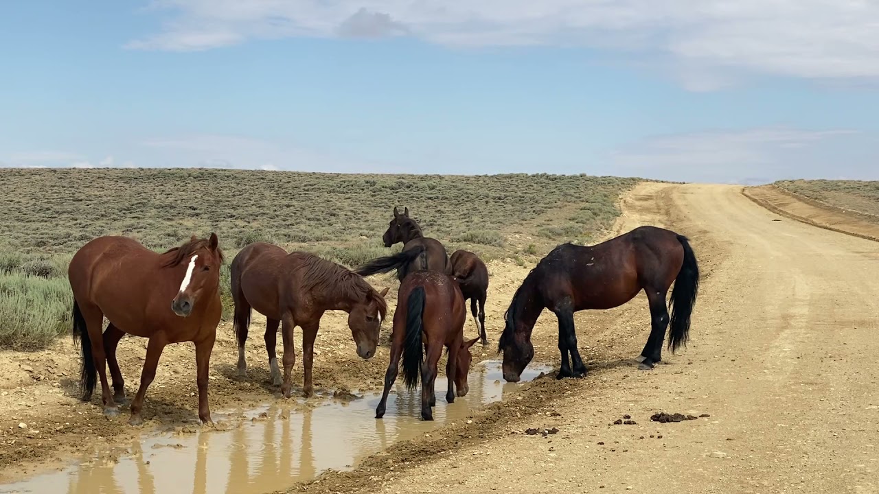 Pilot Butte Wild Horse Scenic Loop, Scenic Drive on US-191 - Tetzlaff ...