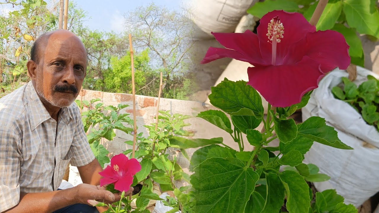 The pink jaba flowers in the garden are so hot that the trees get ...