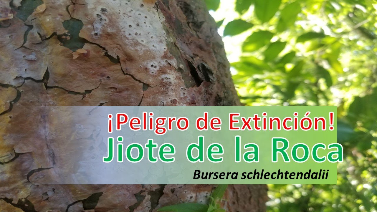 "Jiote de la roca" (Bursera schlechtendalii: Burseraceae)// ¡En peligro ...