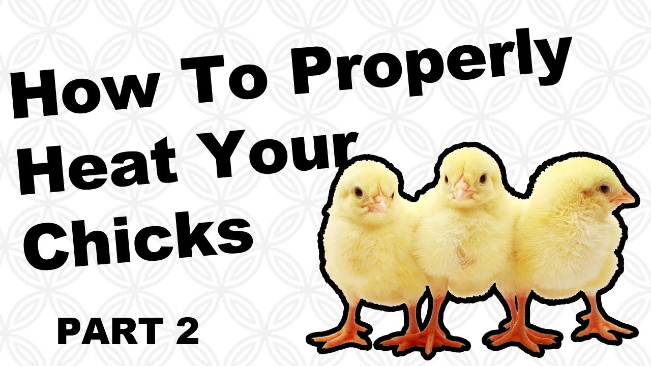 How To Properly Heat Your Chicks - Part 2 - YouTube