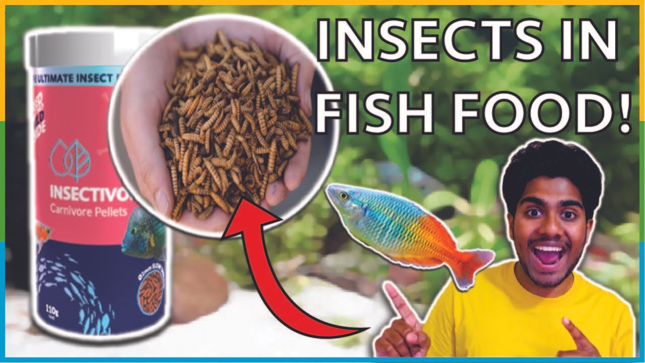 This Fish Food uses INSECTS?! Feeding Betta Macrostoma, Australian ...