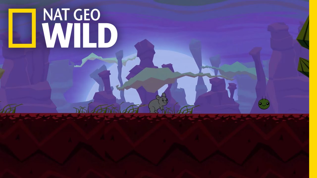 Howling Mouse | Nat Geo Wild - YouTube