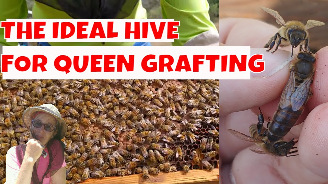 ☯️ Unlock The Secret To Crafting The Ideal Hive For Queen Bee Grafting ...