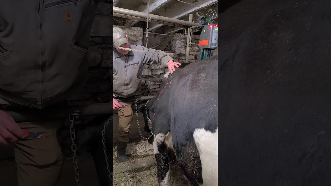 Satisfying Cow Abscess Pop - YouTube