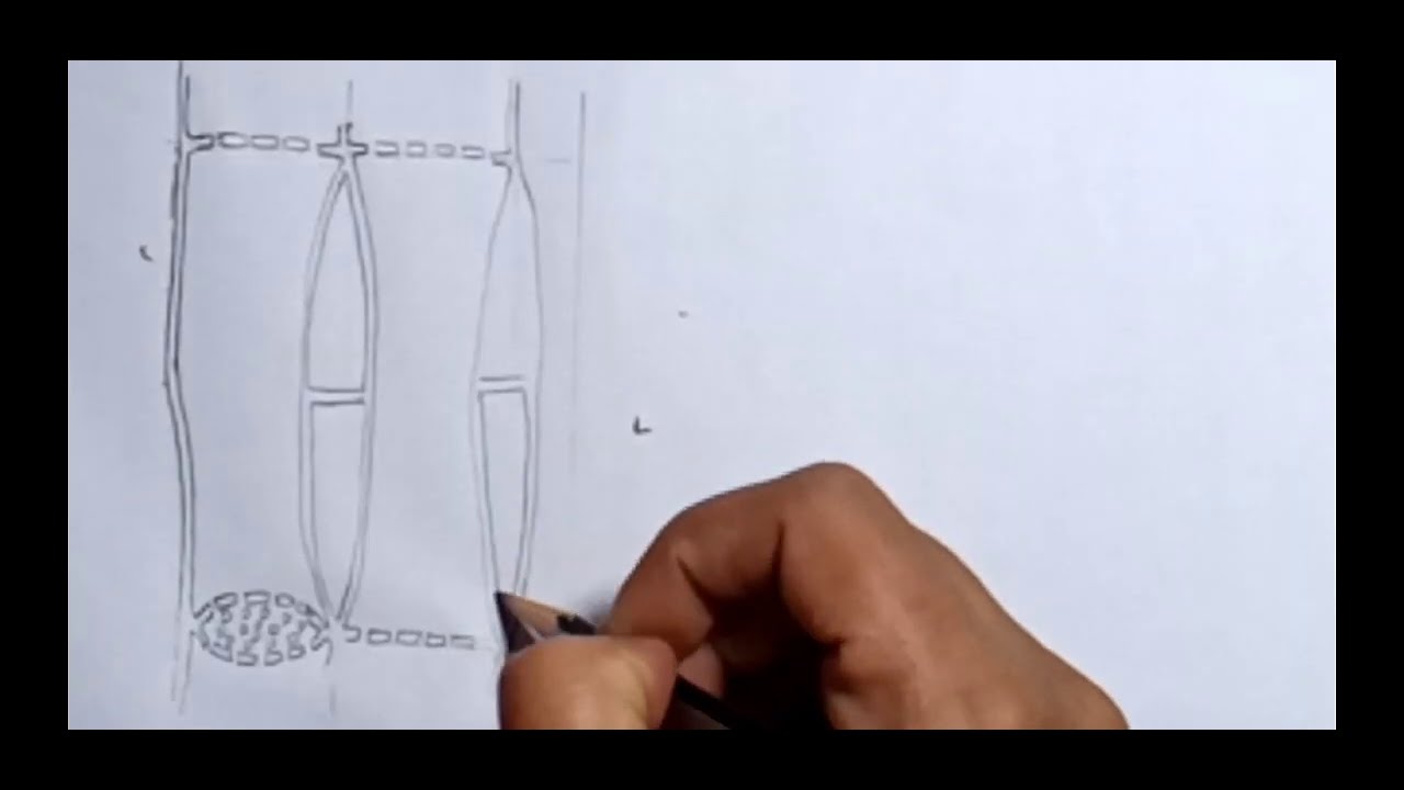 Easy way of drawing a diagram of phloem - YouTube