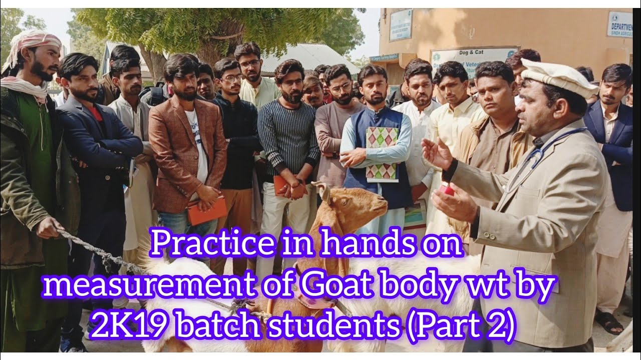 Practice in hands on measurement of goat body wt by 2K19 batch students ...