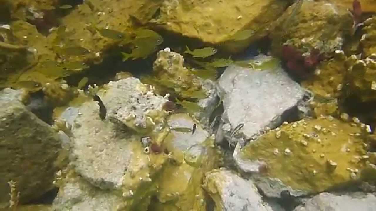 Snorkeling Watermelon Cay, St-John - YouTube