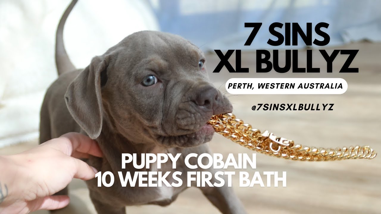 Xl American Bully puppy bath today! - YouTube