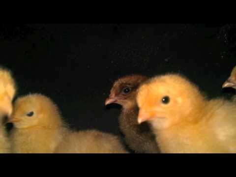 Chicken Call Video - YouTube