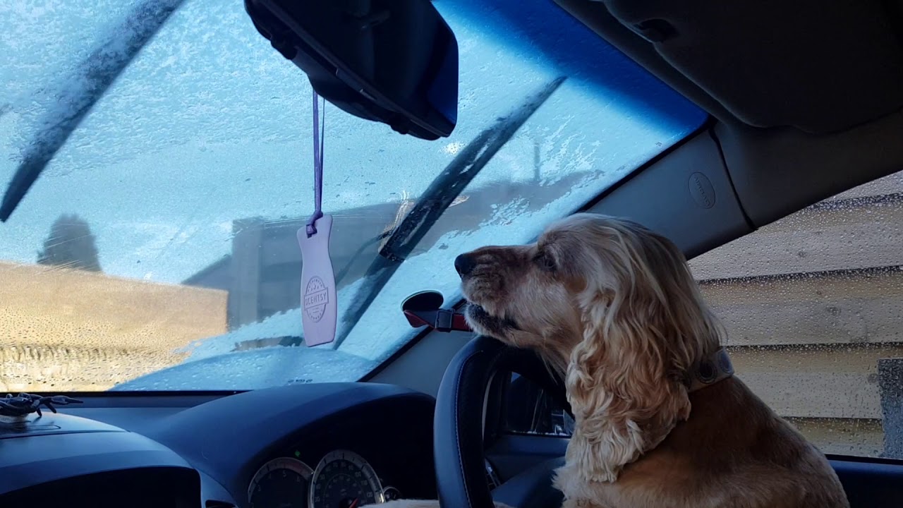 funny cocker spaniel - YouTube