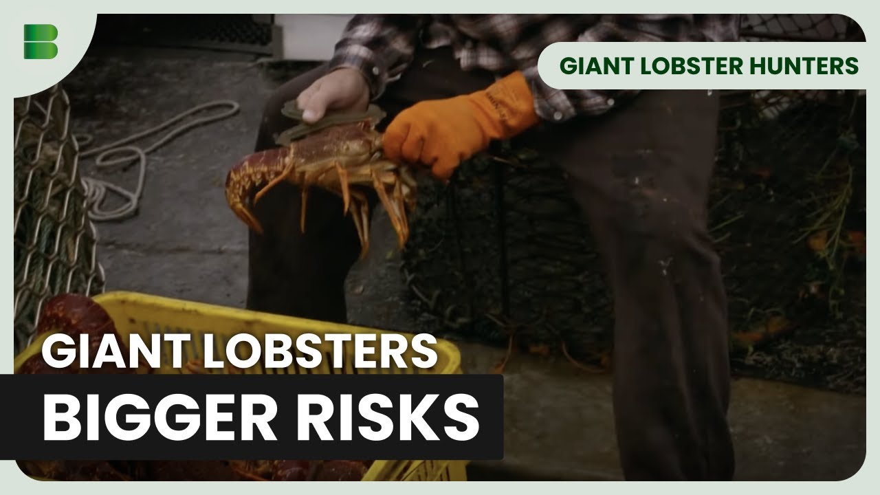 Lobster Fishing on the Southern Ocean | Giant Lobster Hunters - YouTube