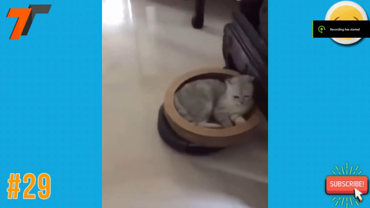 Cat on automatic hoover gets squashed under a couch - YouTube