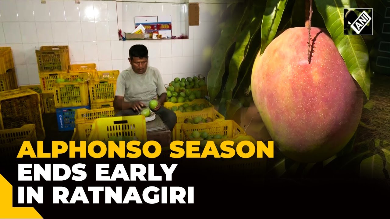 Alphonso mango season ends early in Maharashtra’s Ratnagiri - YouTube