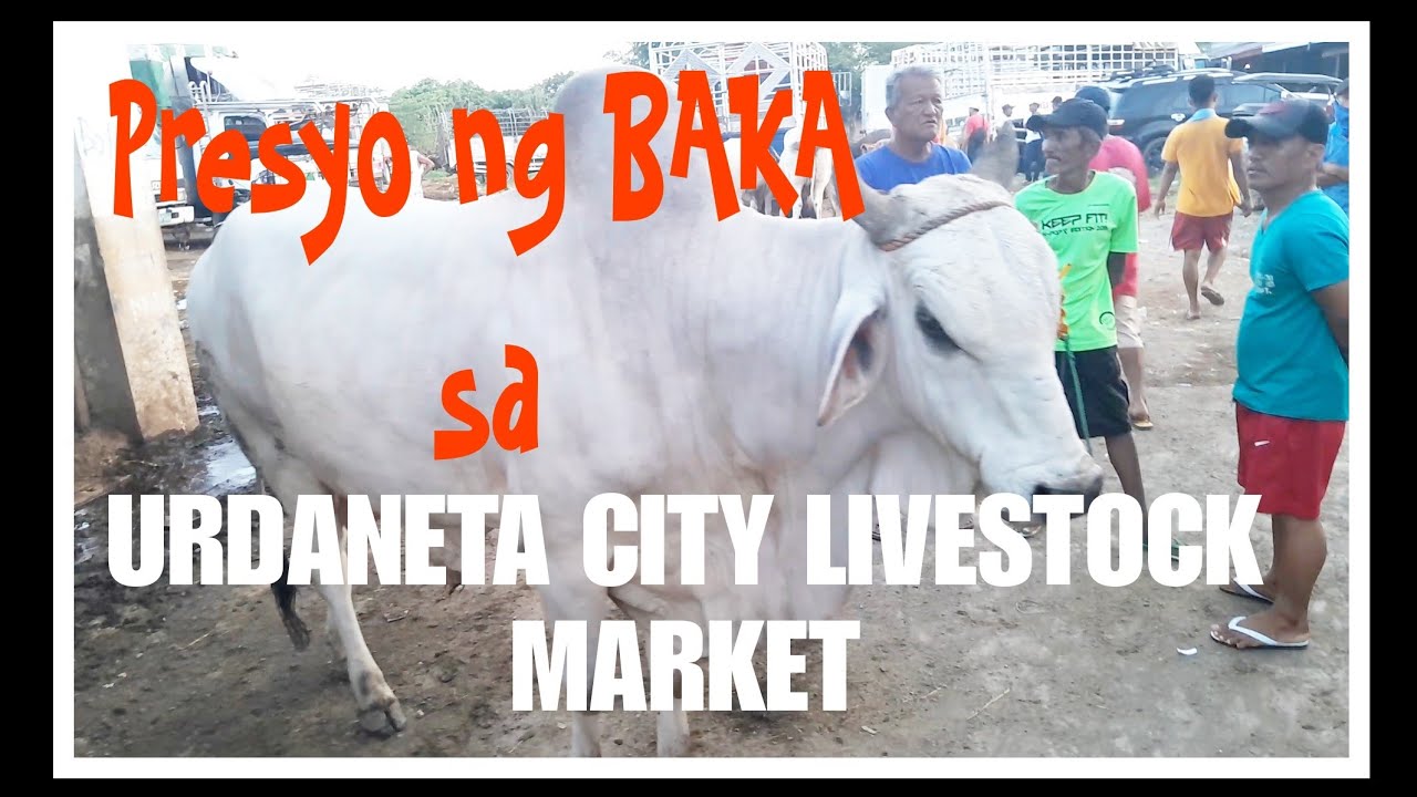PRESYO NG BAKA SA URDANETA CITY LIVESTOCK MARKET 8/11/23 #marketday # ...