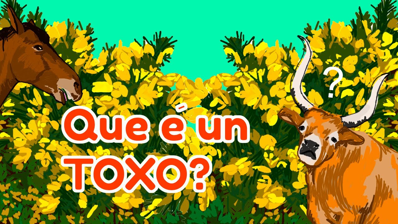 Que son os TOXOS ? en 1 minuto - YouTube