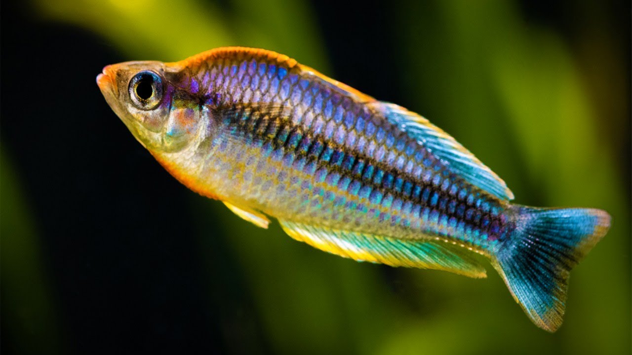 Answering your Fish and Aquarium Questions LIVE - YouTube