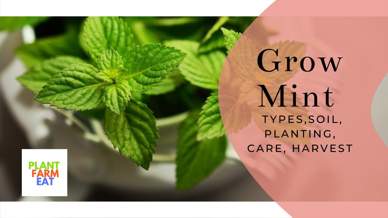 How to grow mint from seed to harvest - YouTube