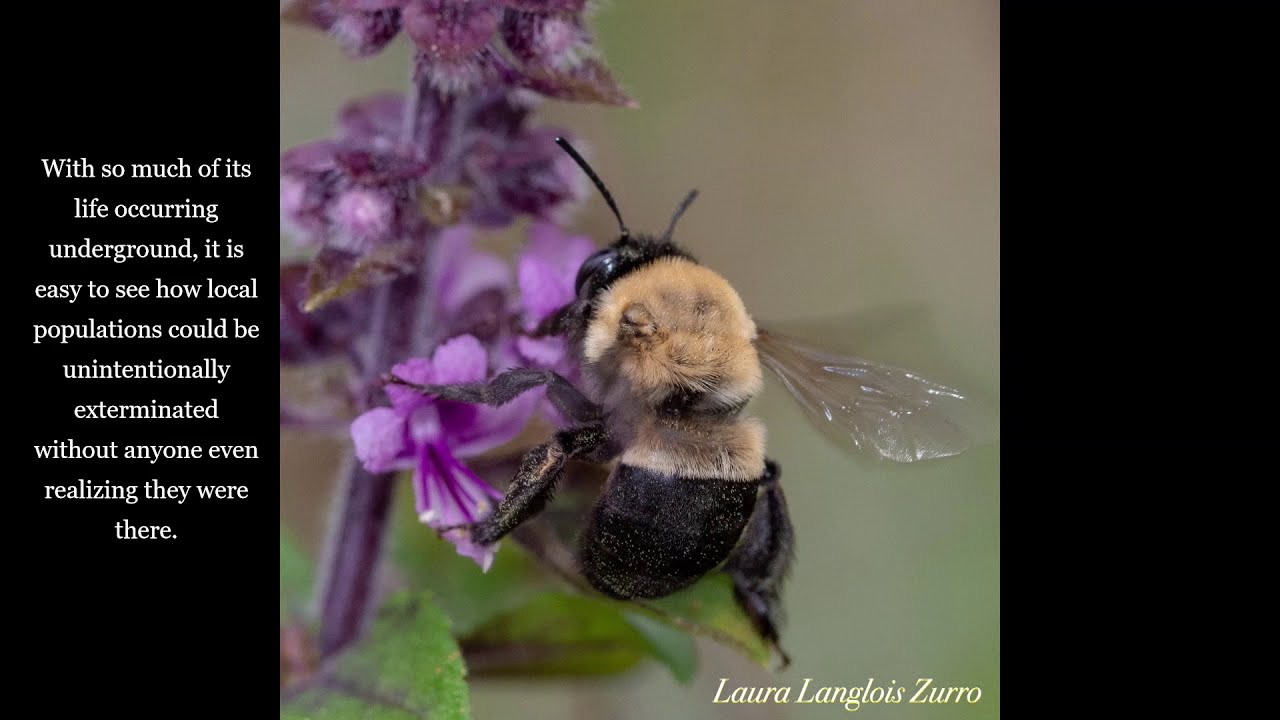 Southeastern Blueberry Bee 🐝 - YouTube