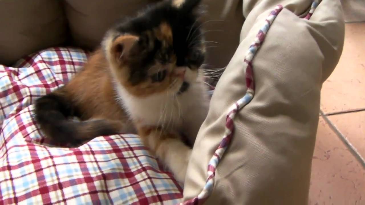 Cat BB playing b.MP4 - YouTube