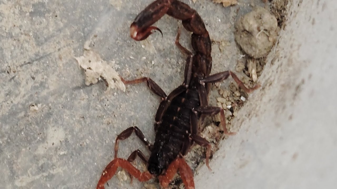 MESMERIZING VAIL MOLLY - YouTube