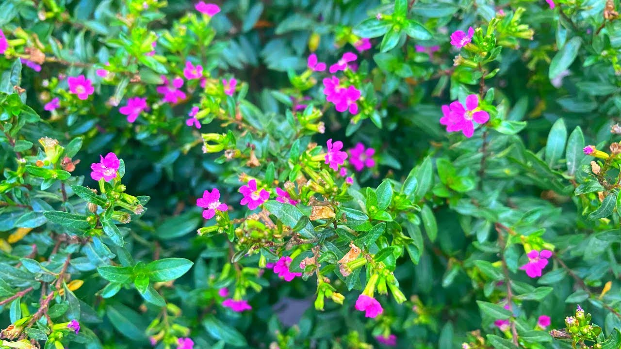 Khufia flower | Complete care of Khufia plant | Mexican heather - YouTube
