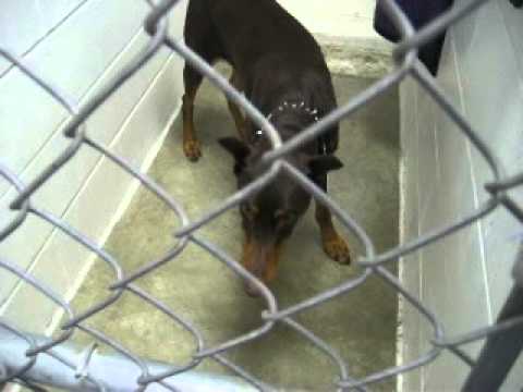 Giving Apomorphine - dog vomits - YouTube