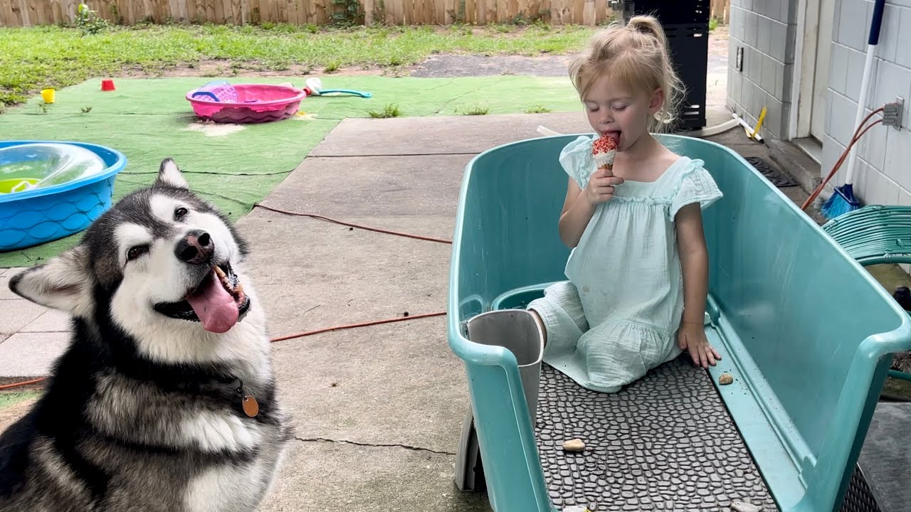 Can you Safely Eat Ice Cream Around Husky Dogs By Eating In The Bathtub ...