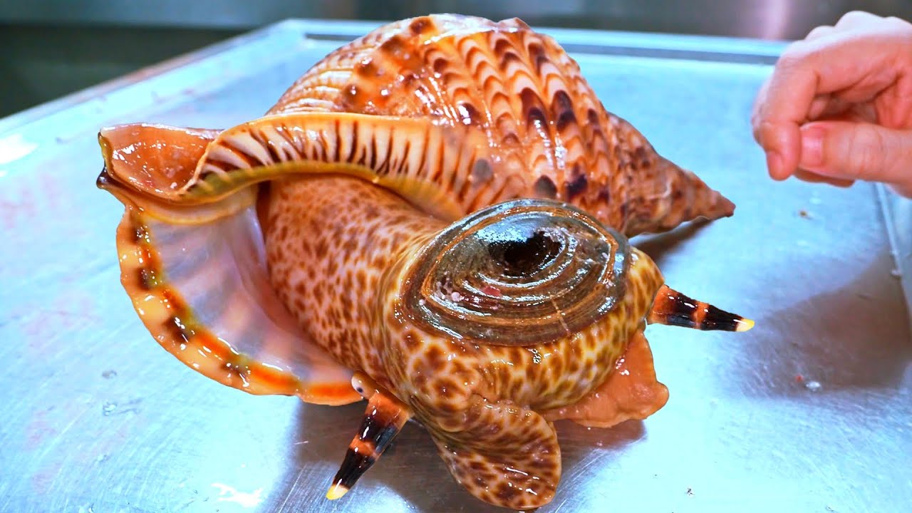 Amazing！Giant sea snail, grilled blood clams- Vietnamese seafood -驚人的巨大 ...