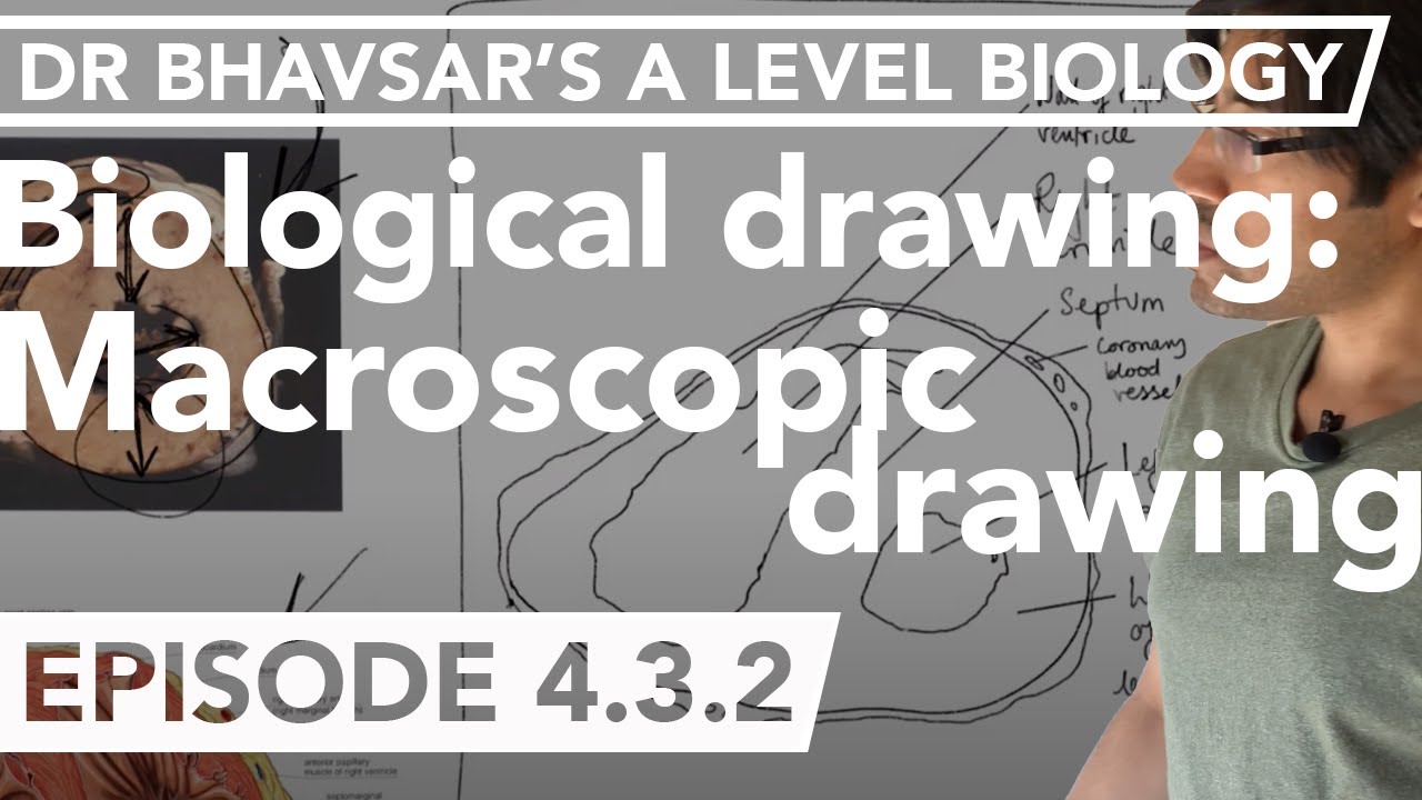 A level bio: macroscopic biological drawing - YouTube