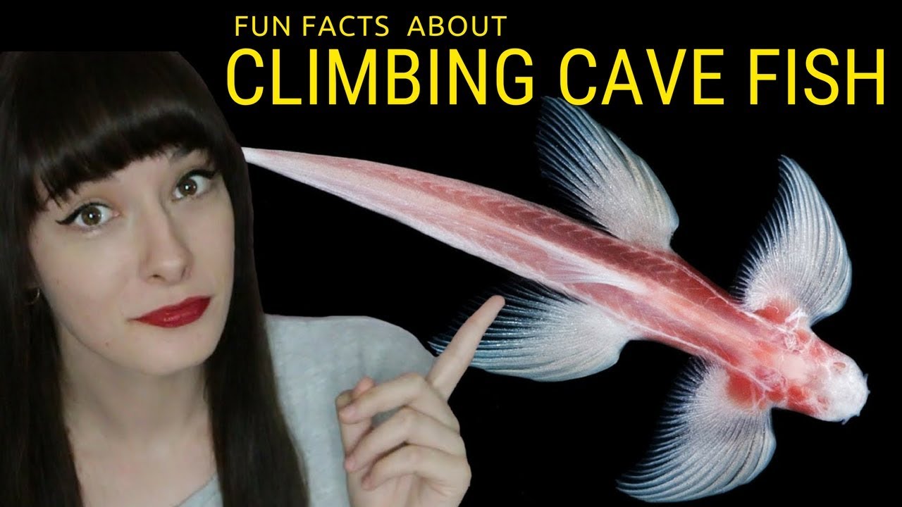 Waterfall Climbing cave fish Amazing Blind Cavefish Walks Up Rocks and ...