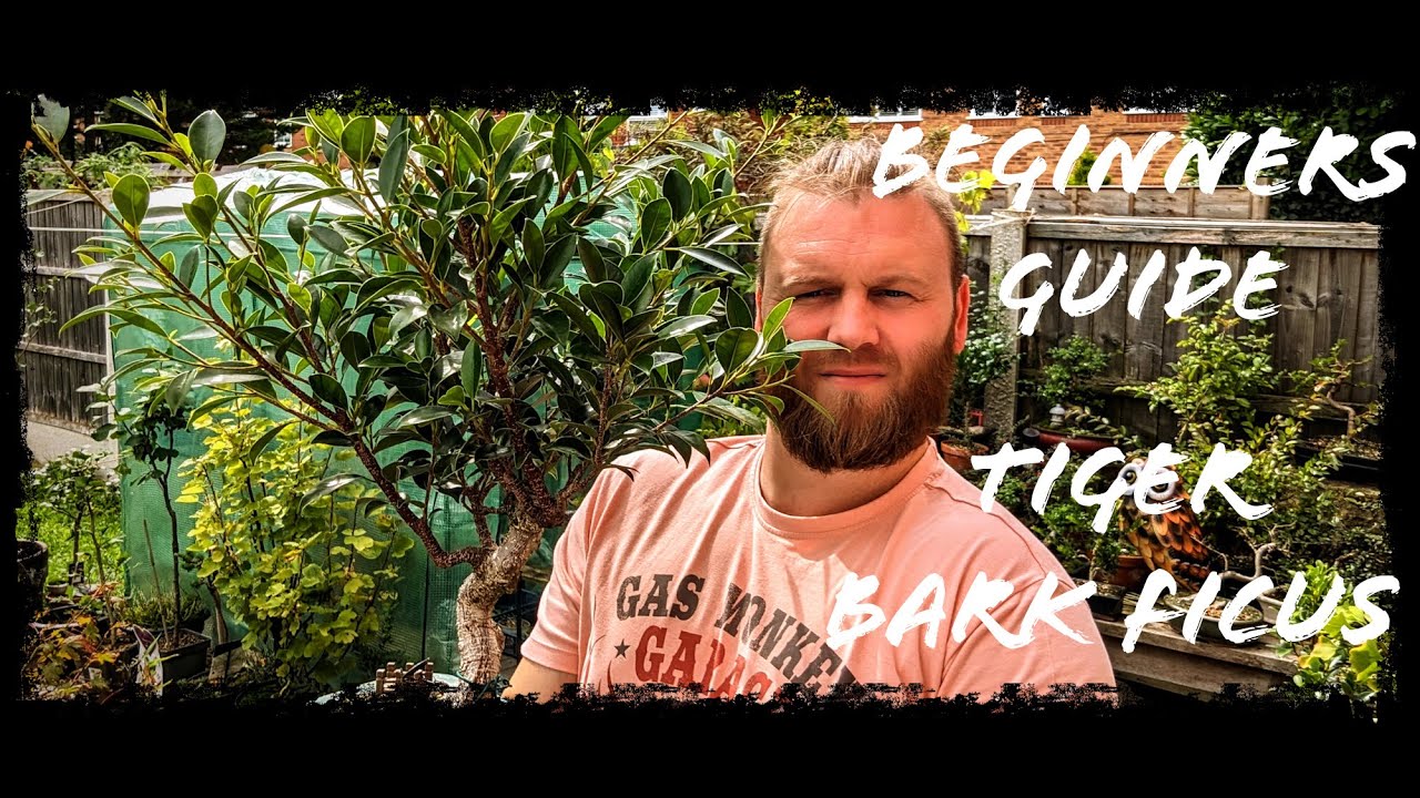 Beginner Guide - Tiger Bark Ficus - YouTube